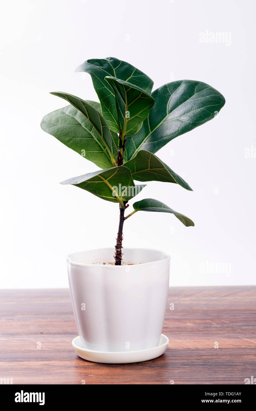 Qin qi hi-res stock photography and images - Alamy