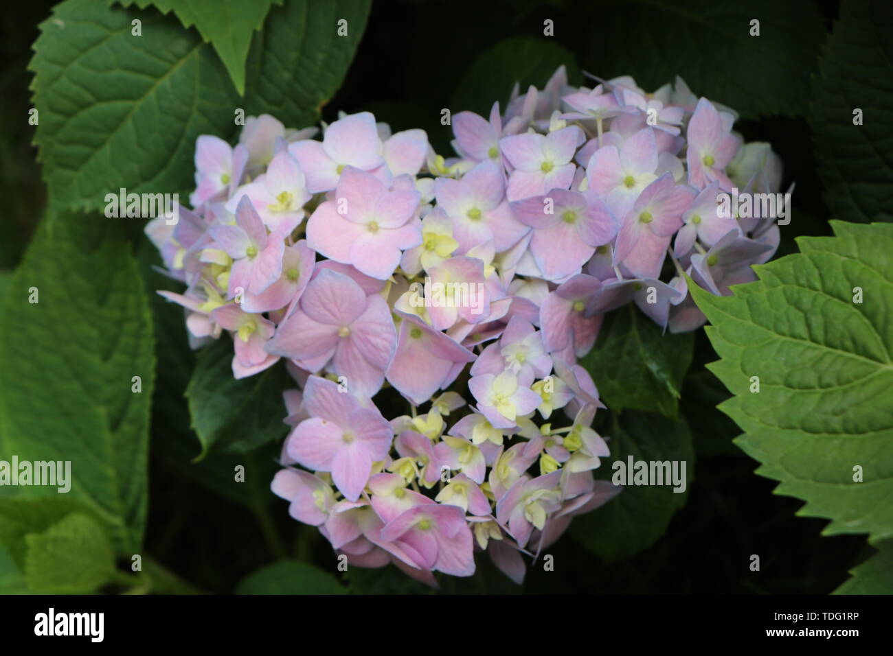 Hydrangeas, also known as eight immortals, purple sun flowers, seven ...