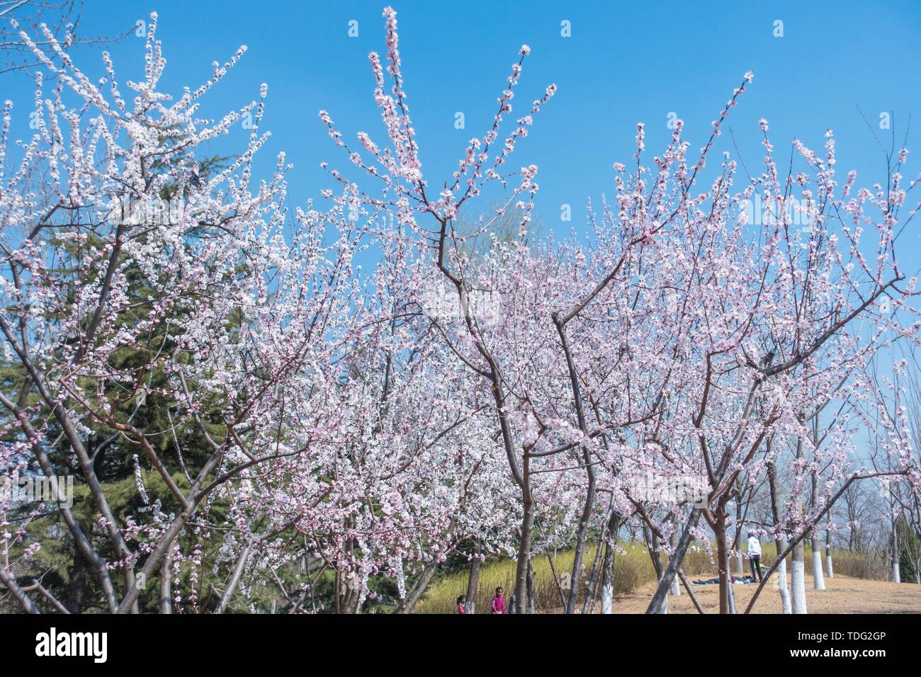 Nanhai one hi-res stock photography and images - Alamy