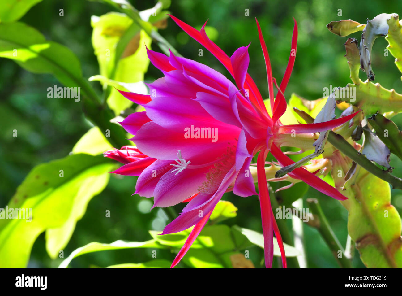 Arrow with flowers hi-res stock photography and images - Alamy