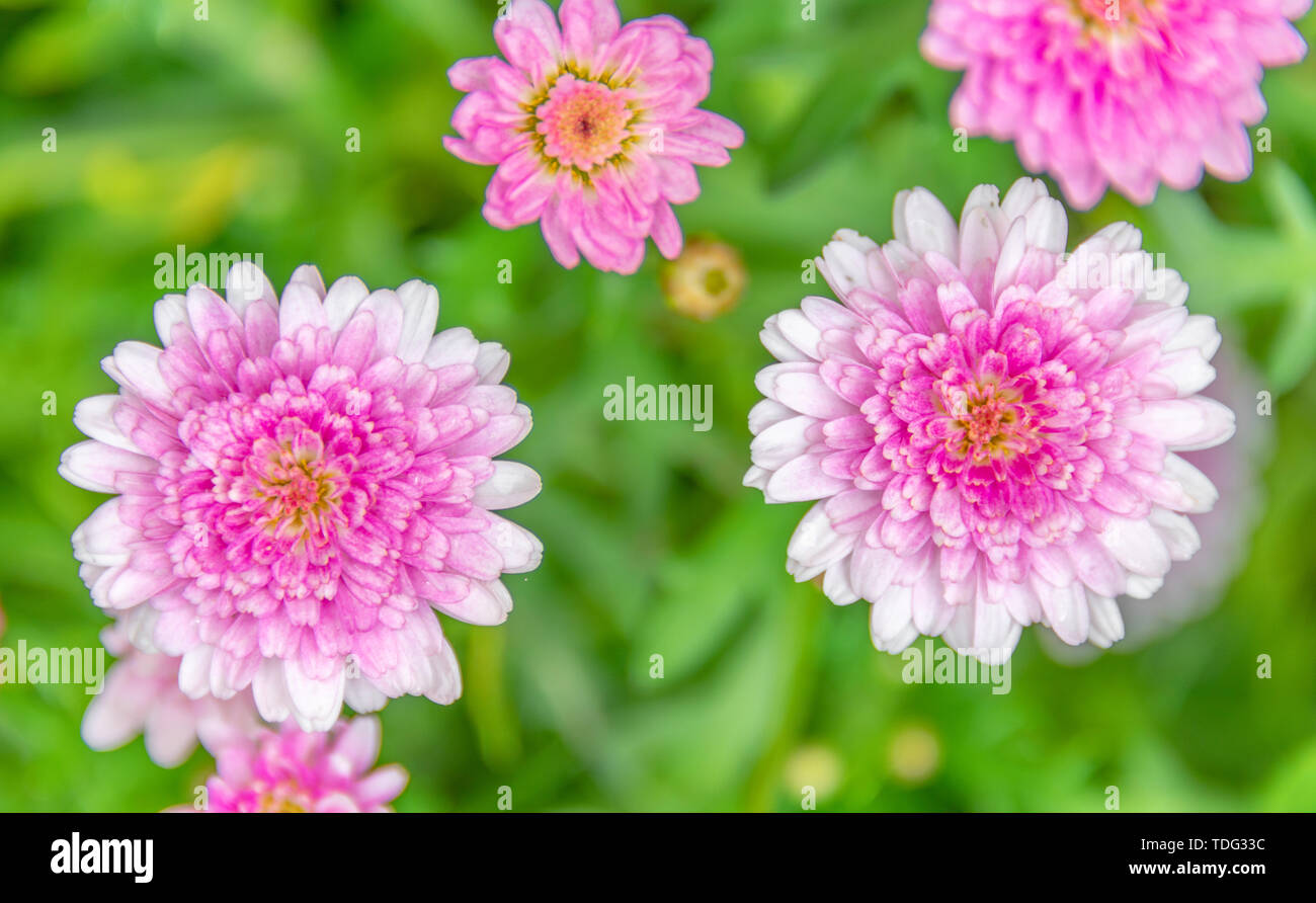 Margarita ornamental hi-res stock photography and images - Alamy