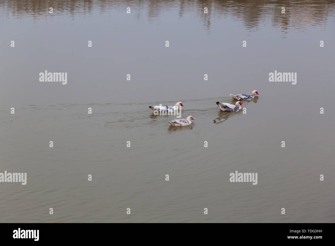 Poultry in the pond Stock Photo - Alamy