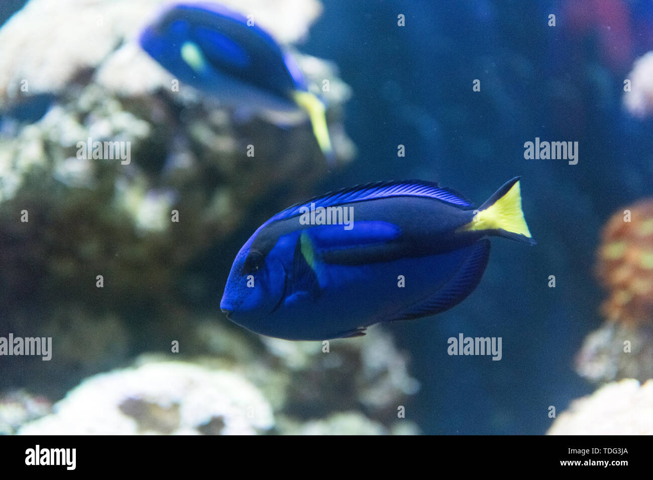 Blue Tang king fish Stock Photo - Alamy