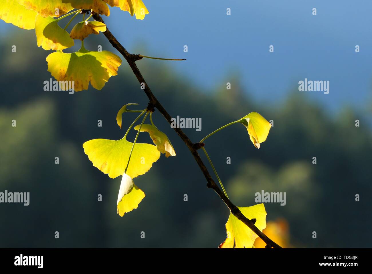Ginkgo is yellow Stock Photo - Alamy