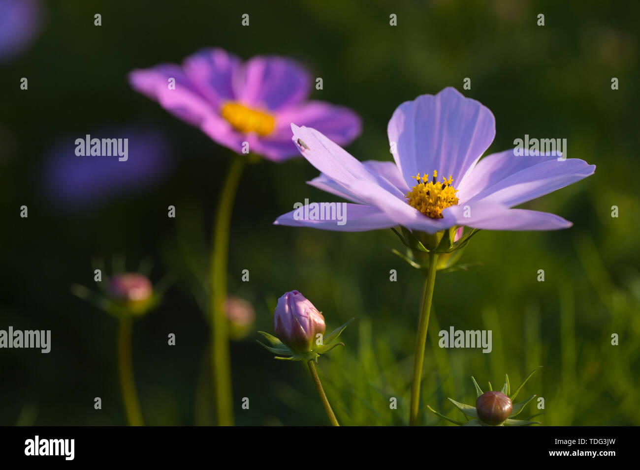 Gesang flower African chrysanthemum Orson flower field wild interest ...