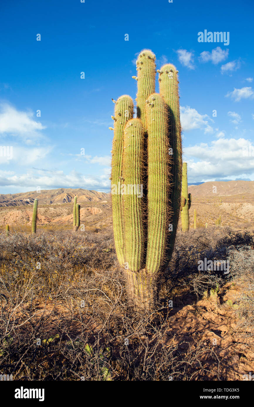 South America, South America, Argentina, Bolivia, cactus, cactus group ...