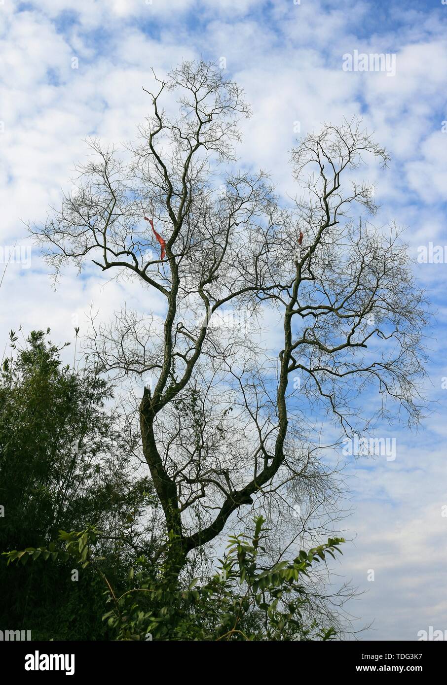 Blue sky and white cloud tree Stock Photo - Alamy