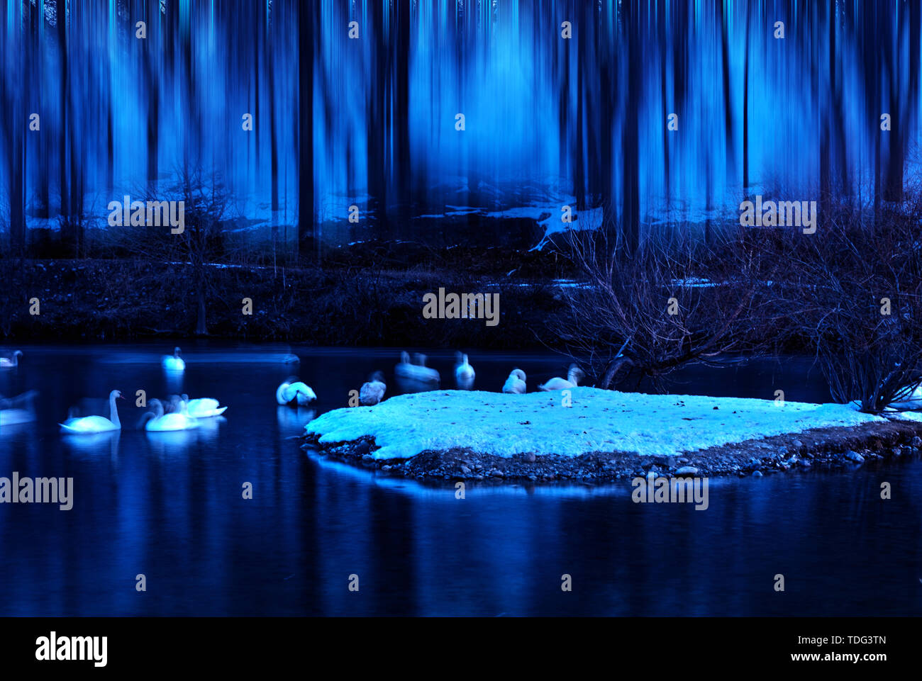 Dawn and swan Stock Photo - Alamy