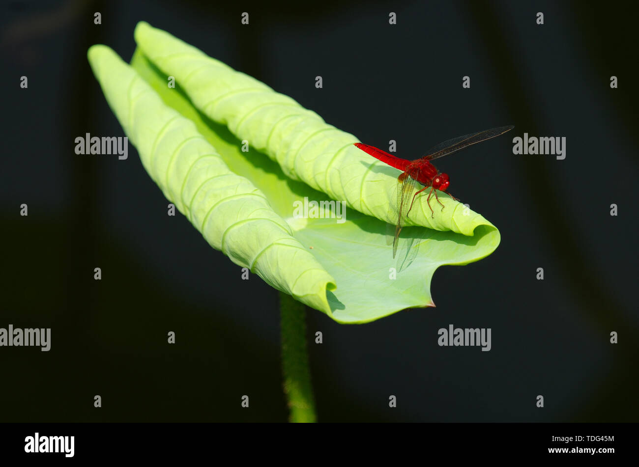 Lotus lotus core dragonfly Stock Photo - Alamy