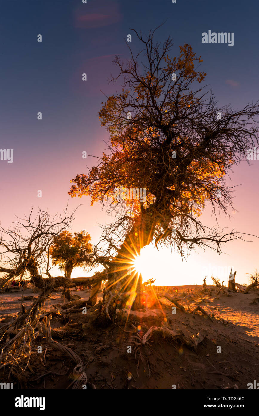 Autumn evening with comfortable weather outdoors trees in the sky hi ...