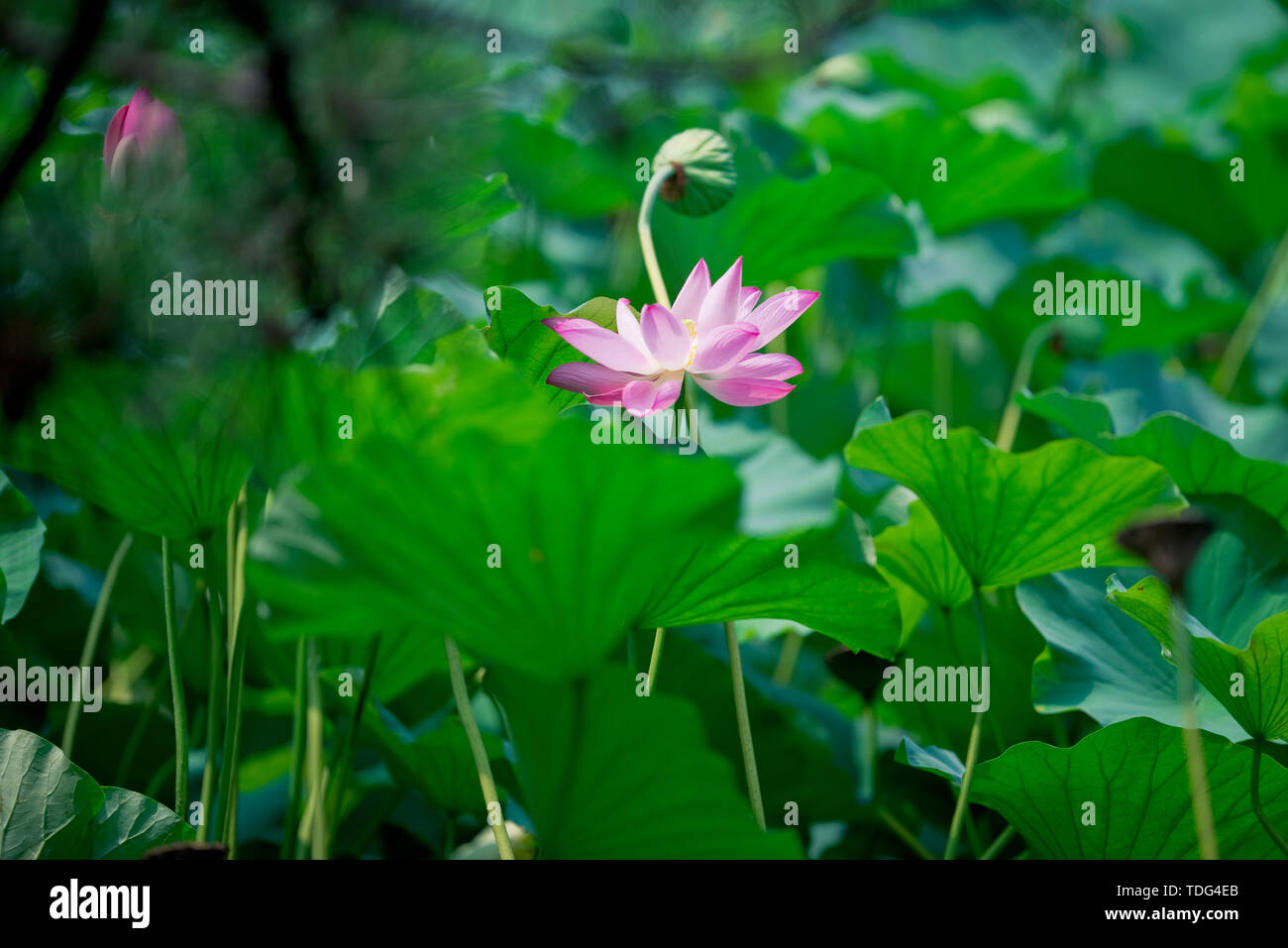 Summer lotus in foreign countries hi-res stock photography and images ...