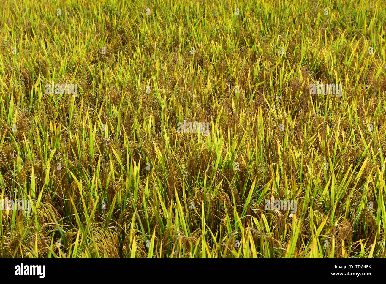 High-definition rice spike Stock Photo - Alamy