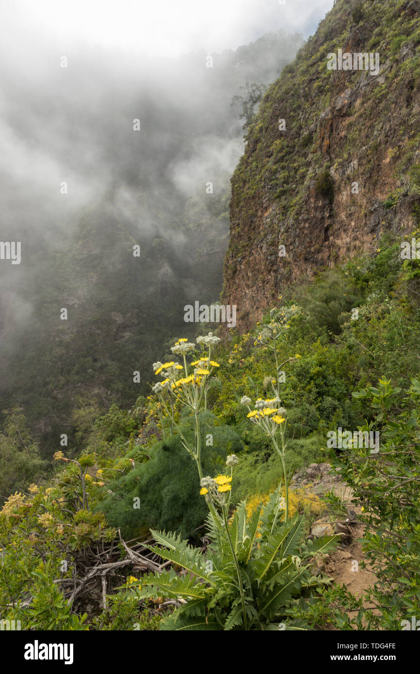 An old aqueduct now used as an adventure hiking trail Guimar valley ...