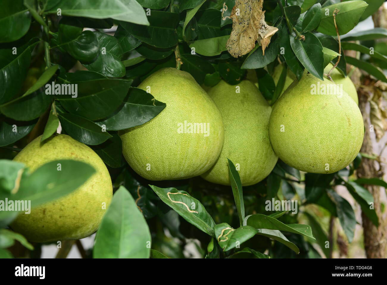 Pomelo planting hi-res stock photography and images - Alamy