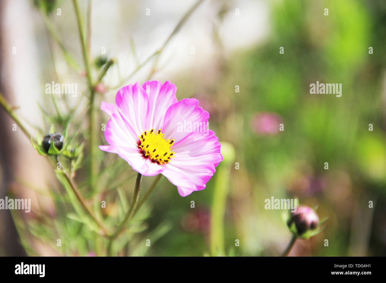 Pink-purple Gesang flowers Stock Photo - Alamy