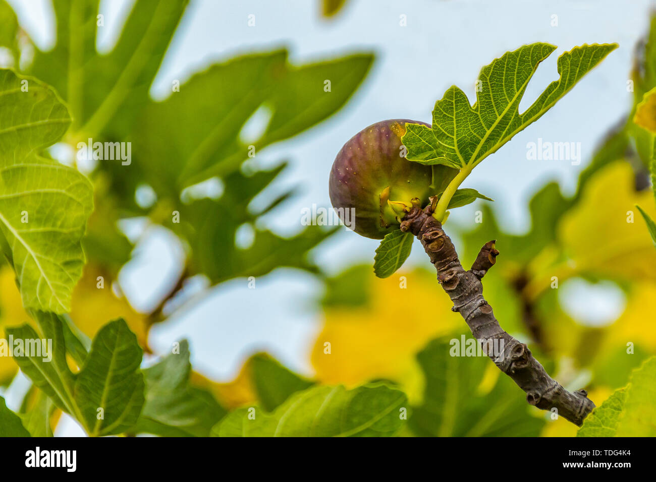Ipe tree hi-res stock photography and images - Alamy