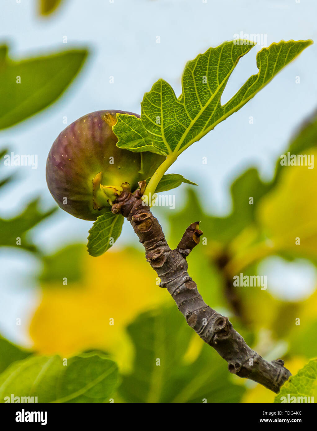 Fig farm hi-res stock photography and images - Alamy