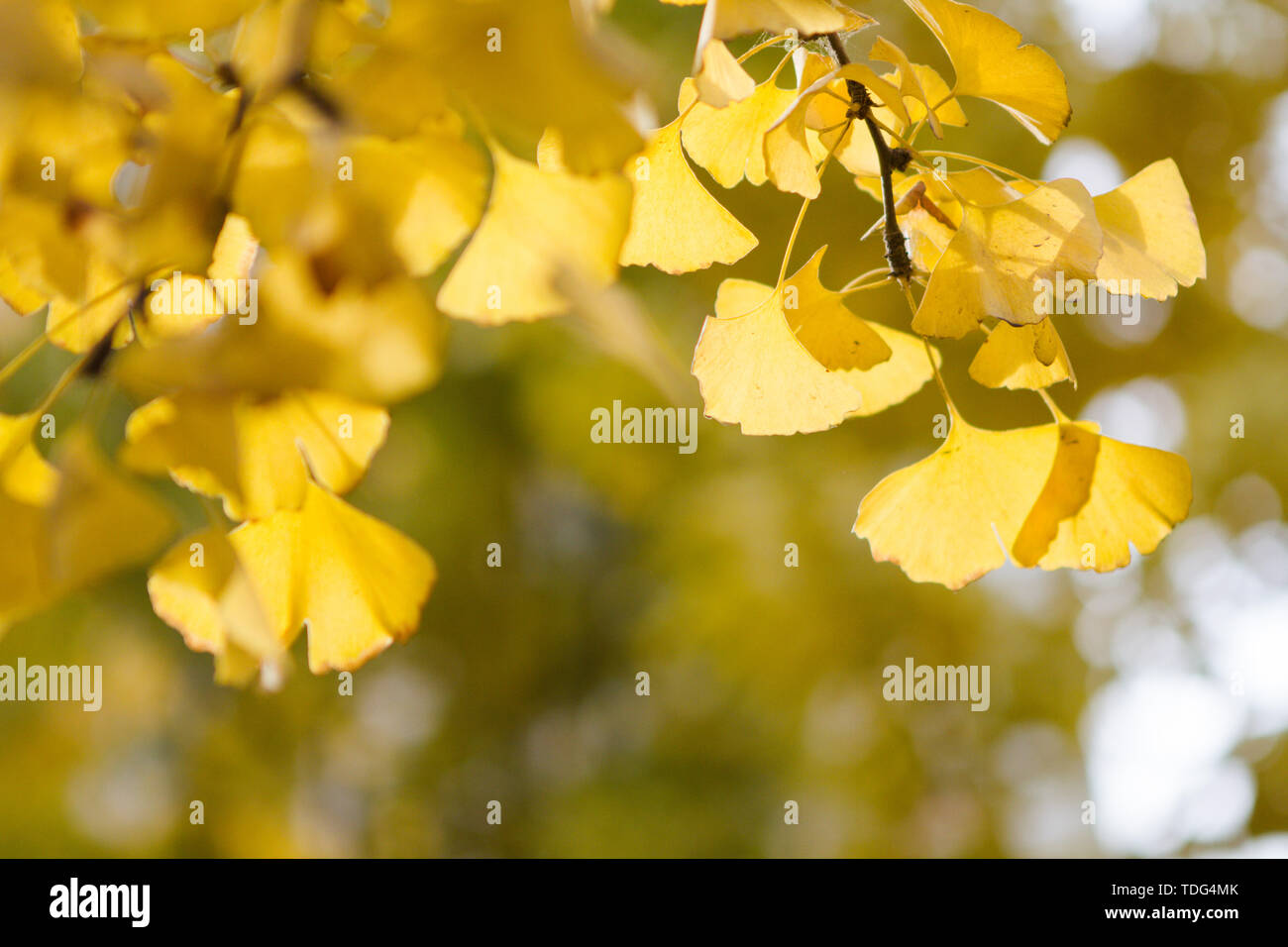 Gink tree hi-res stock photography and images - Alamy