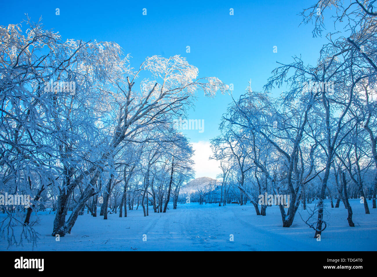 Five pedals hi-res stock photography and images - Alamy