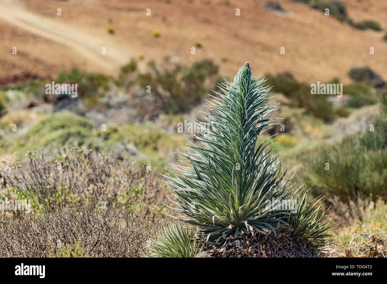 National flower of the canary islands hi-res stock photography and ...