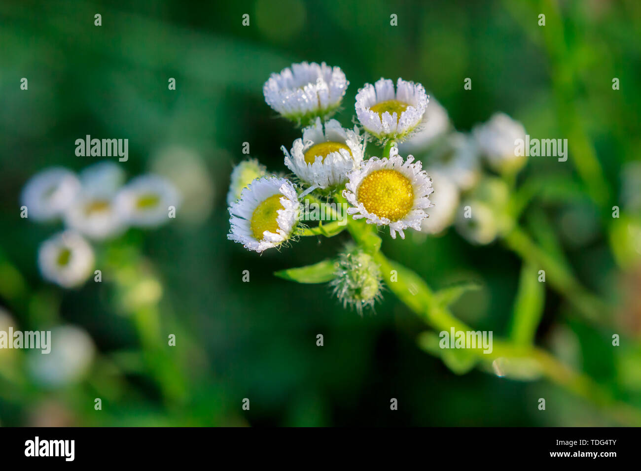 Fresh little flowers Stock Photo - Alamy