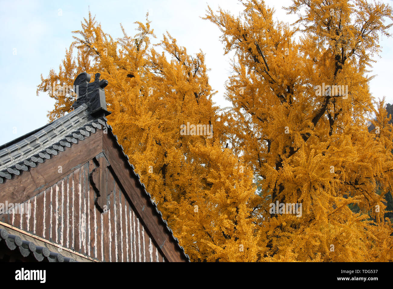 Guanyin temple in xi'an hi-res stock photography and images - Alamy