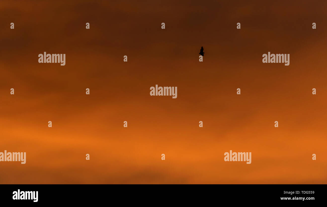 Bats flying in the evening Stock Photo - Alamy