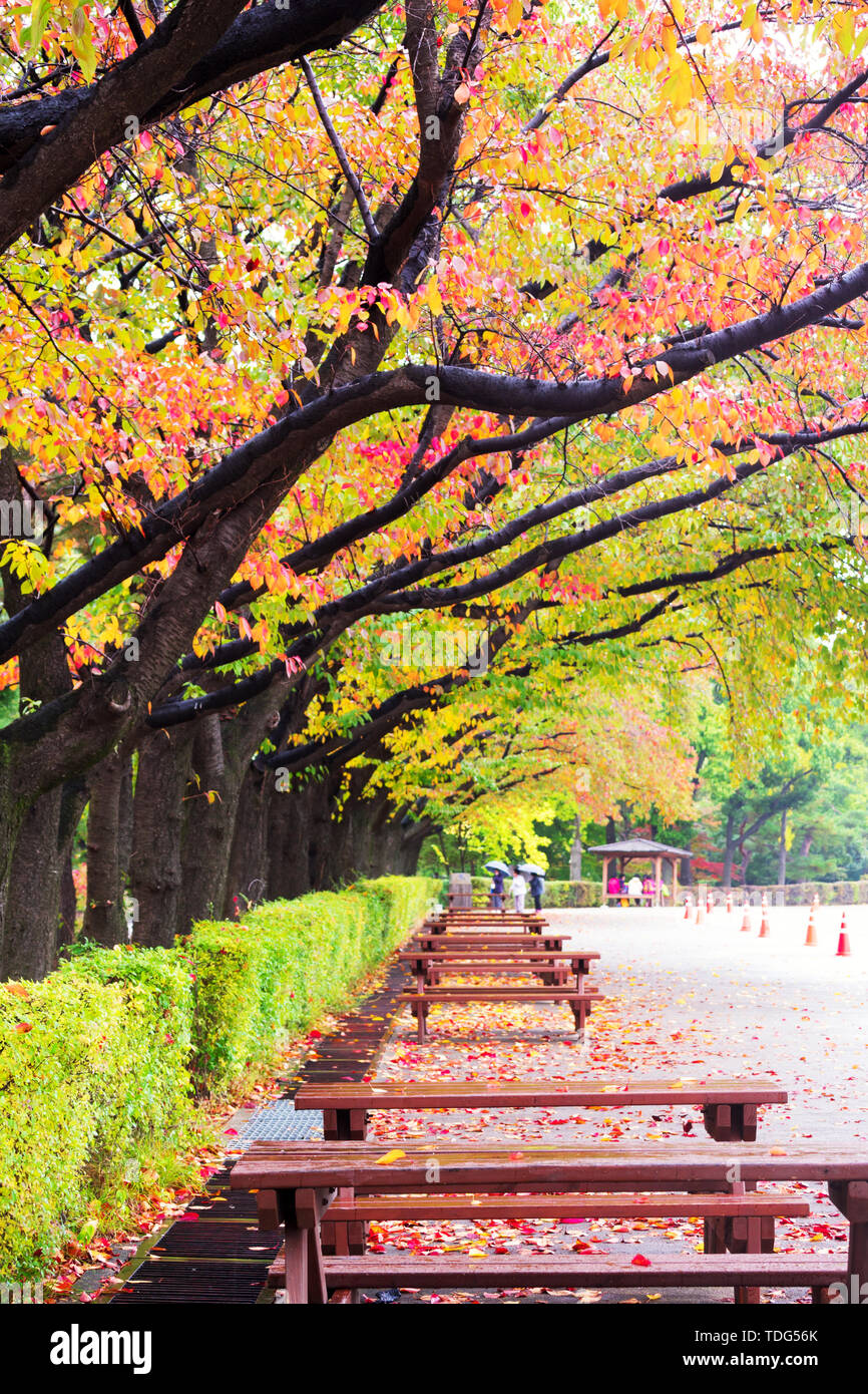 Road trees and nature guide landscape wood park outdoor environment hi ...