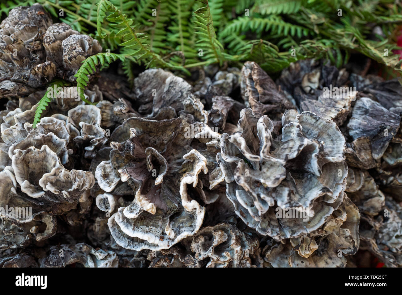 Fresh, earthy, wild edible fungus Stock Photo - Alamy