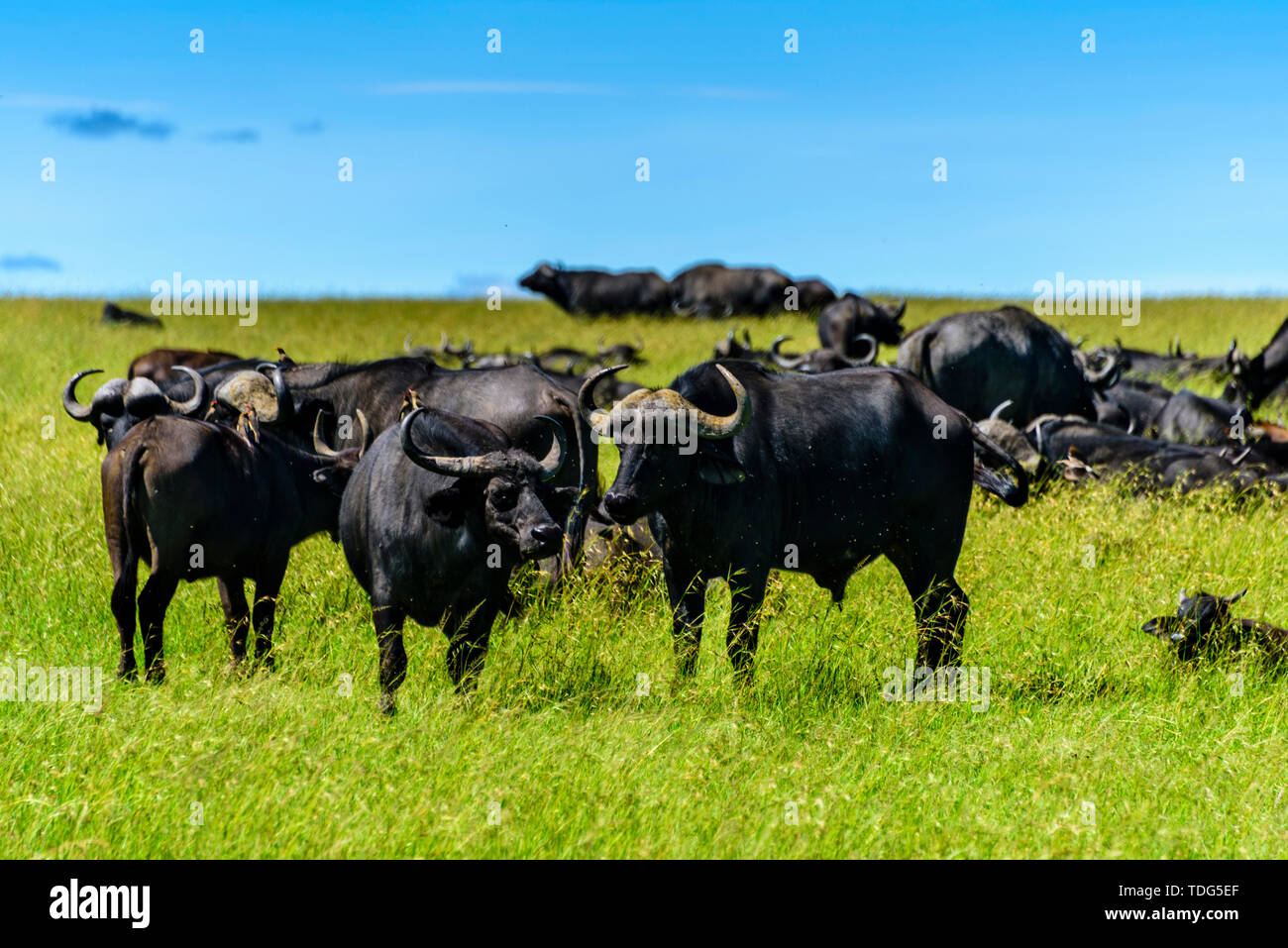 African wild buffalo Stock Photo - Alamy