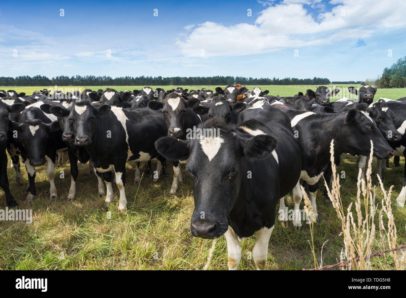 crowded cows in green pasture in blue sky Stock Photo - Alamy