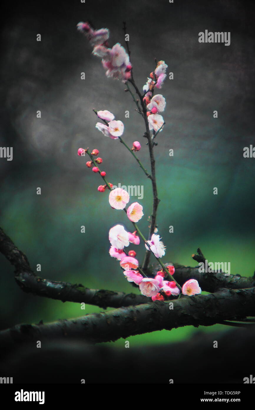 Plum plum creations hi-res stock photography and images - Alamy