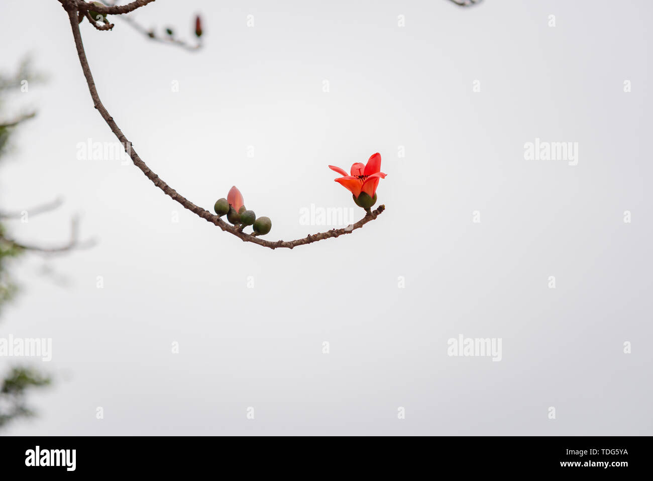 Fruits of kapok tree hi-res stock photography and images - Alamy