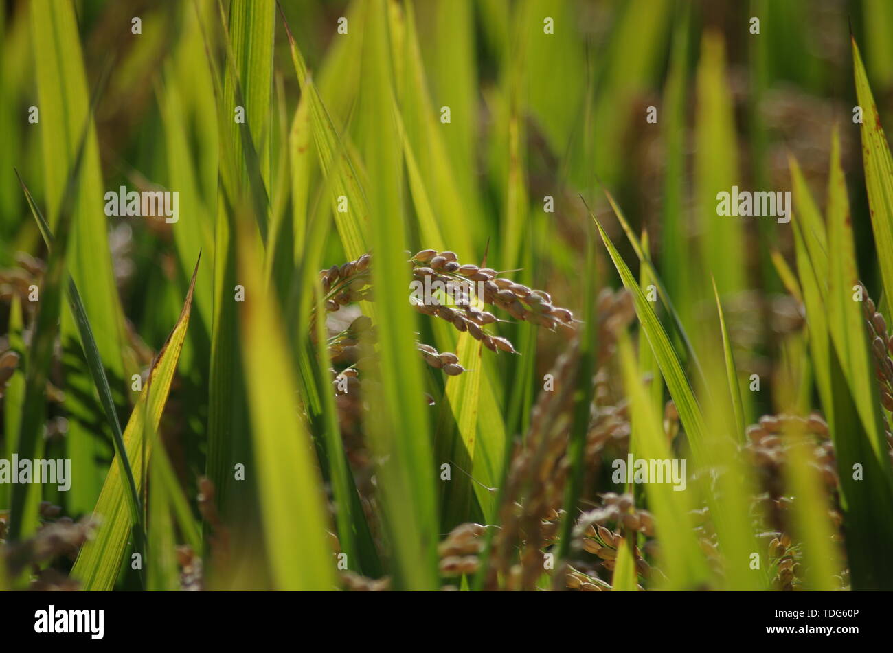 Rice spikes and rice grains hi-res stock photography and images - Alamy