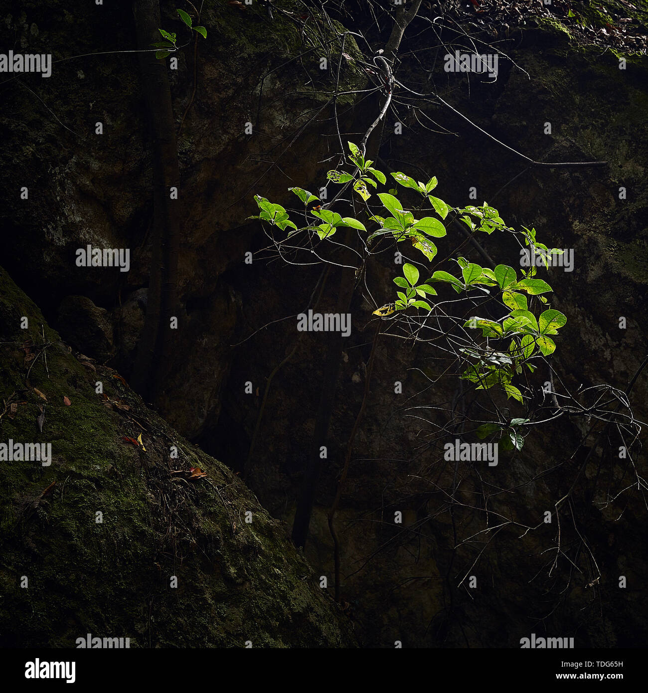 Jungles rainforests trees hi-res stock photography and images - Alamy