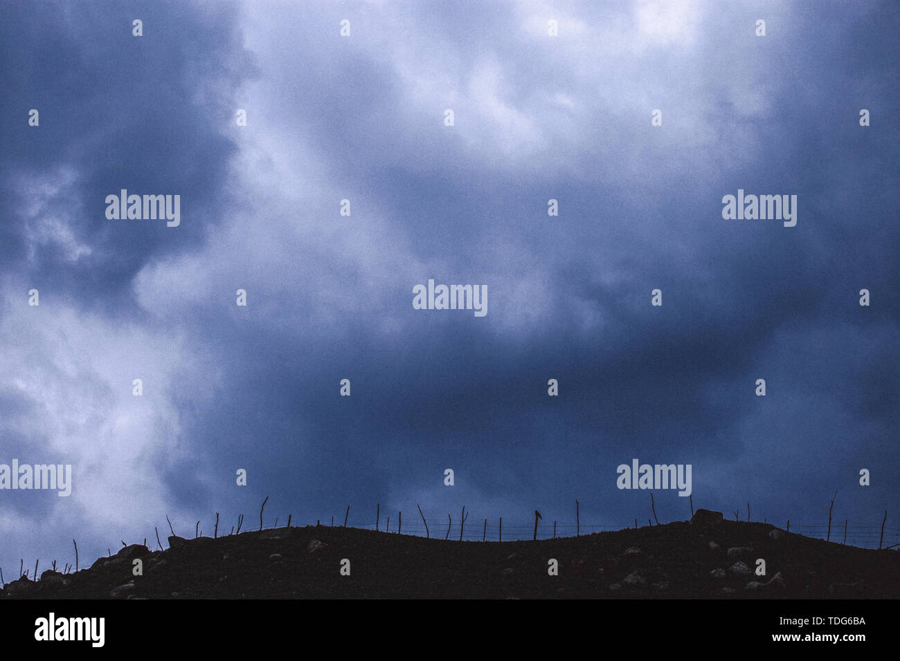 Sheep and Eagle Stock Photo - Alamy