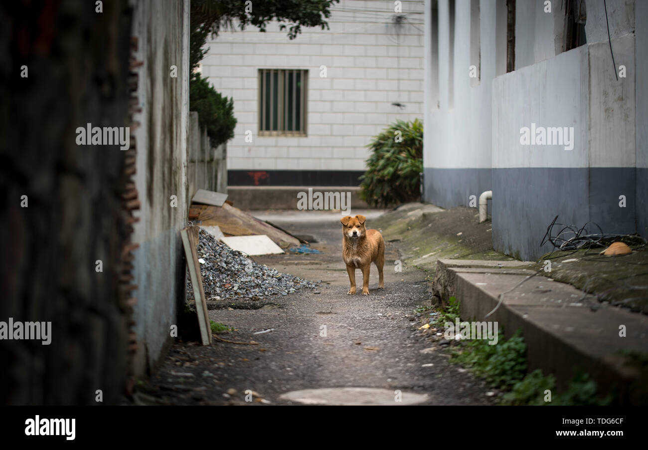 Curious dog, look at it Stock Photo - Alamy