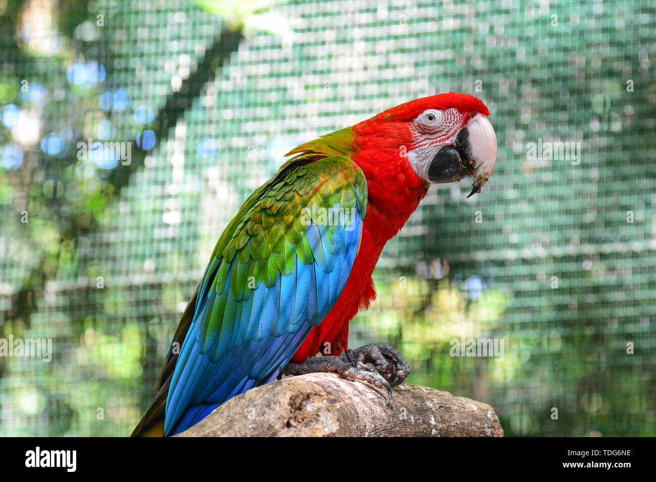 Mauritian bird hi-res stock photography and images - Alamy