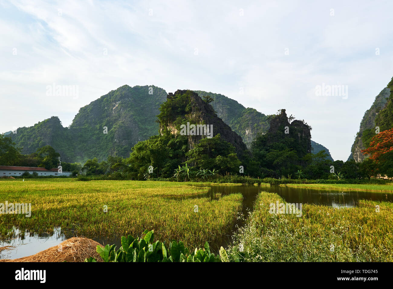 Landscape with mountains and Rice field in Tam Coc Vietnam Stock Photo ...