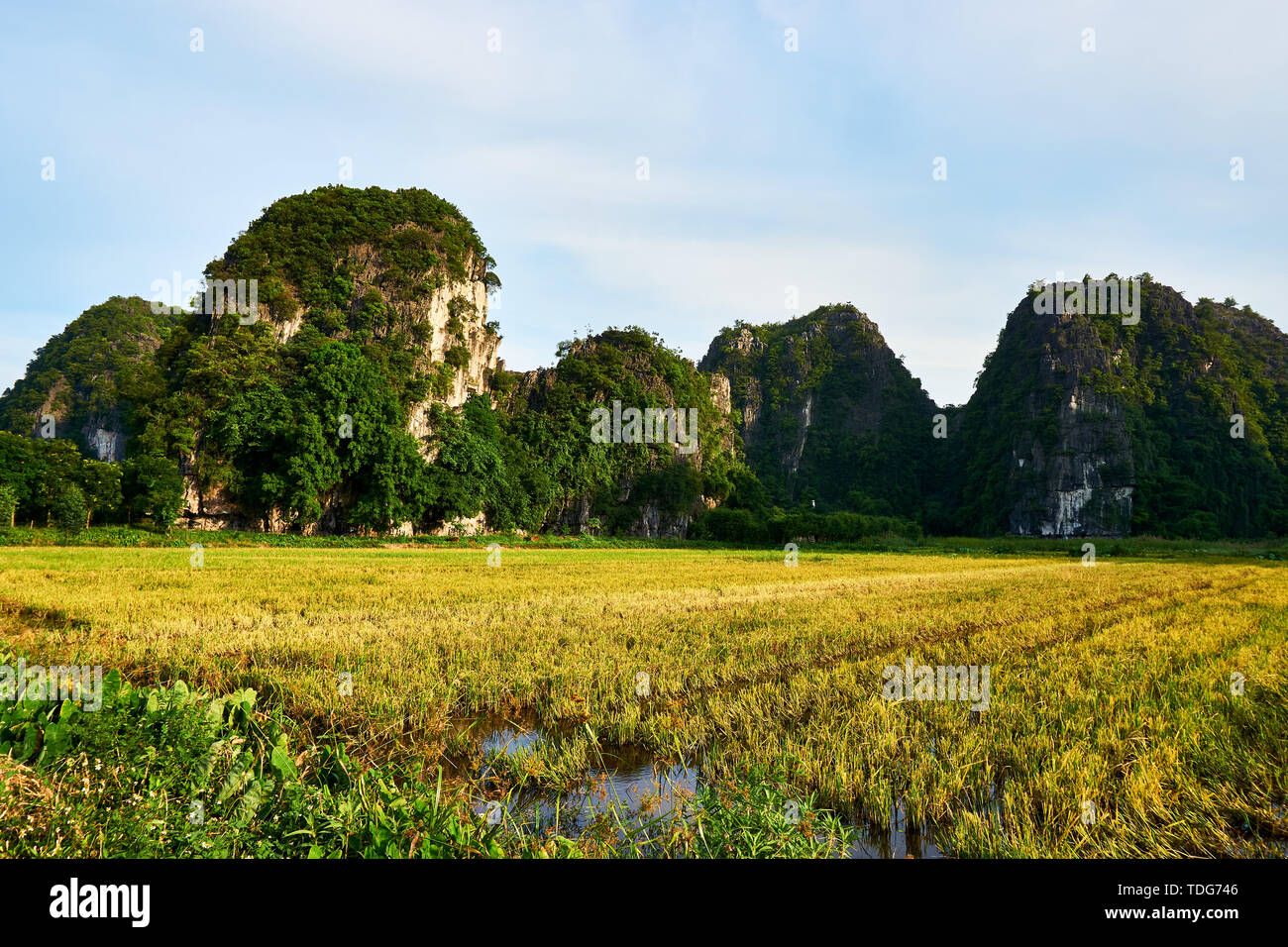 Landscape with mountains and Rice field in Tam Coc Vietnam Stock Photo ...