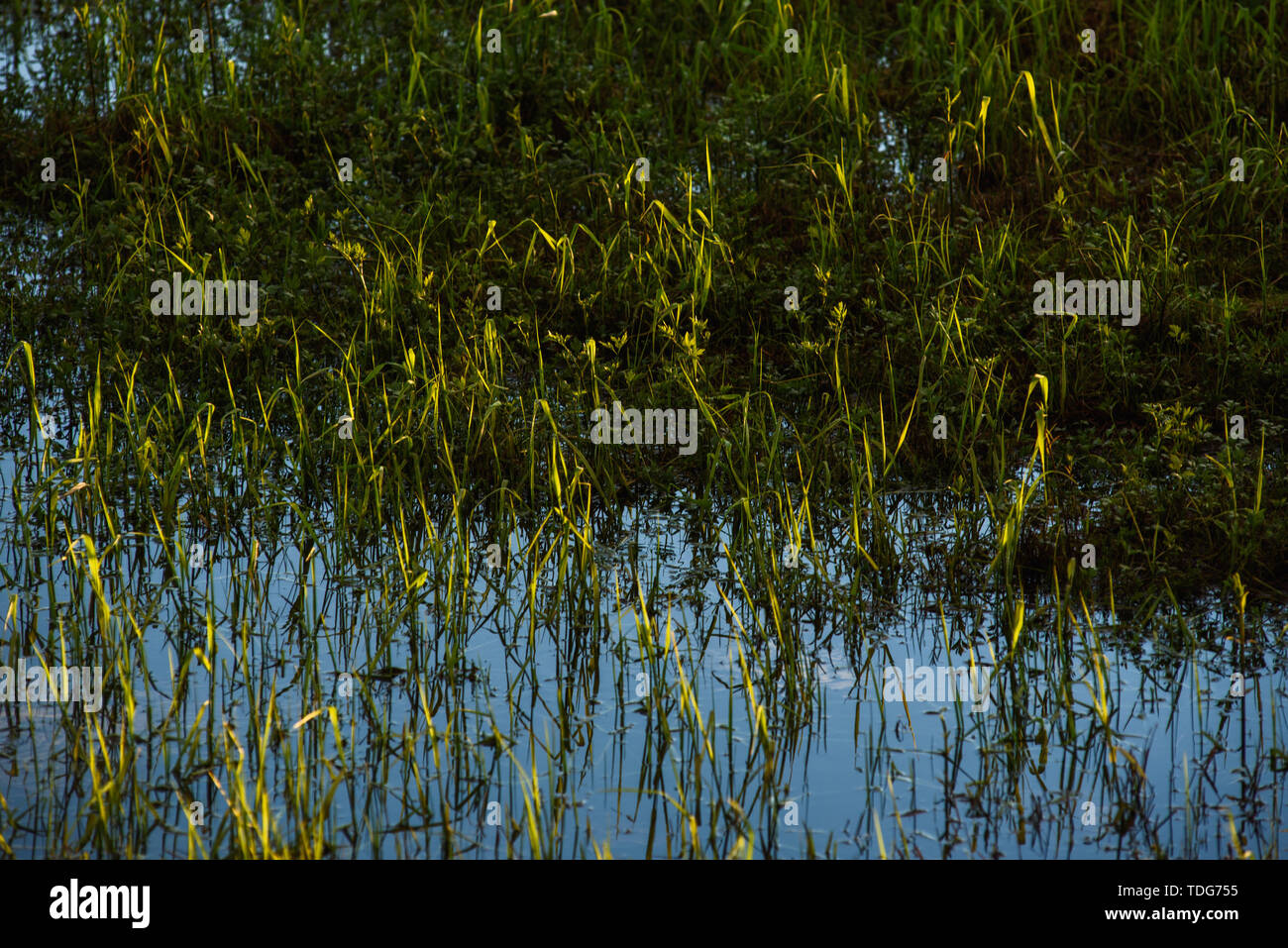 Dried water reed hi-res stock photography and images - Alamy