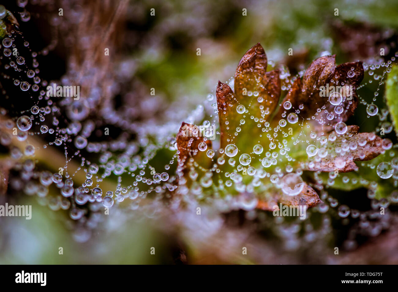 Microscopic color plants Stock Photo - Alamy