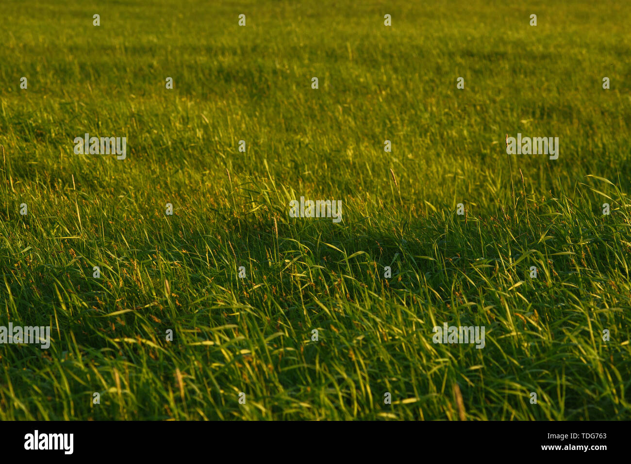 Green field grass agitated by the wind in the sunset rays Stock Photo ...