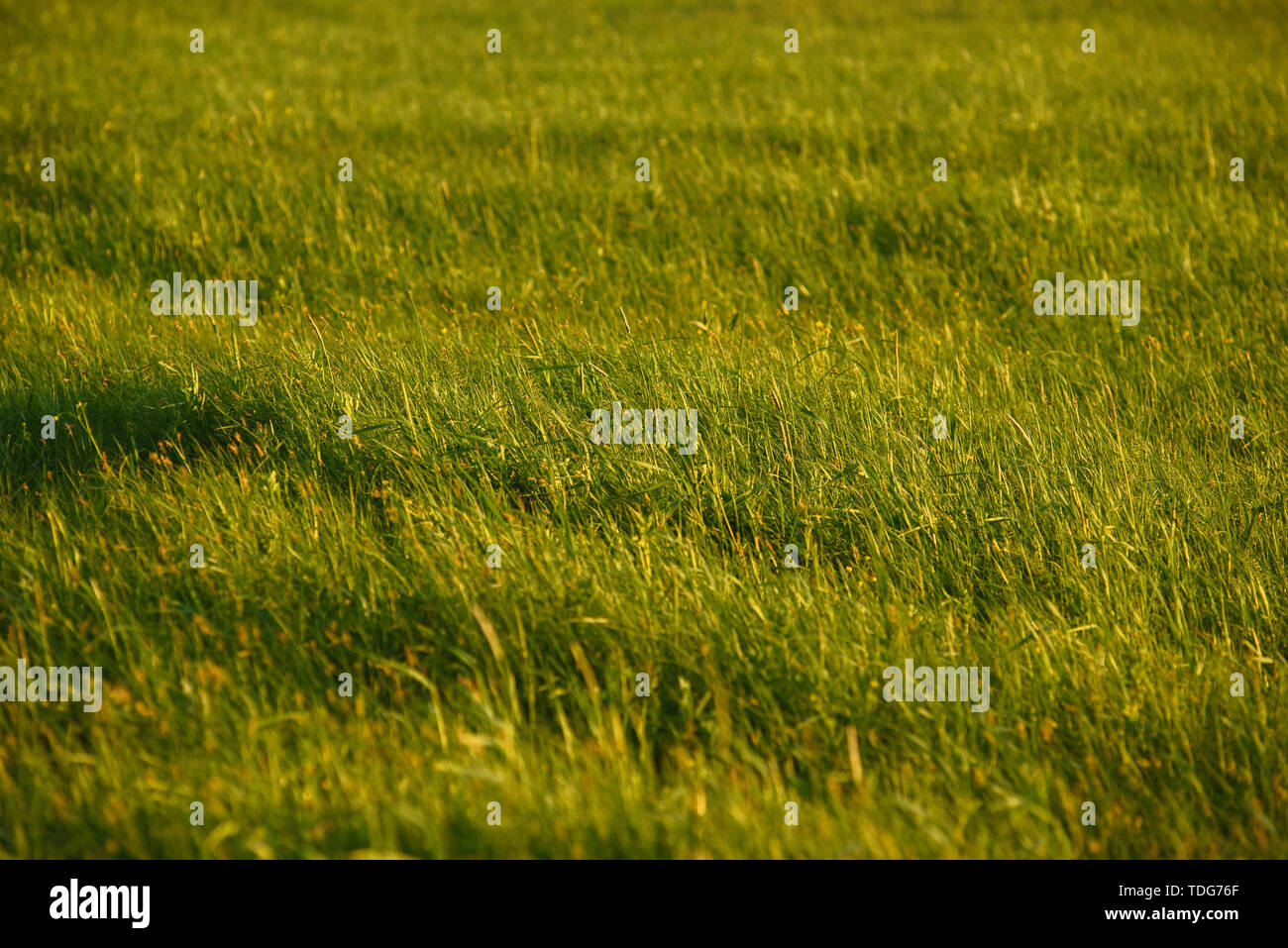 Green field grass agitated by the wind in the sunset rays Stock Photo ...