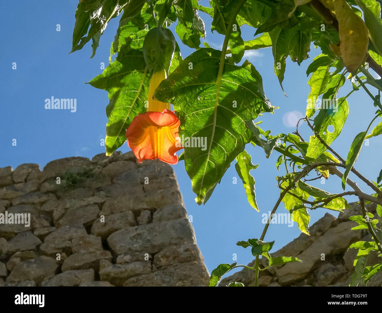 Angel trumpet flower hi-res stock photography and images - Alamy