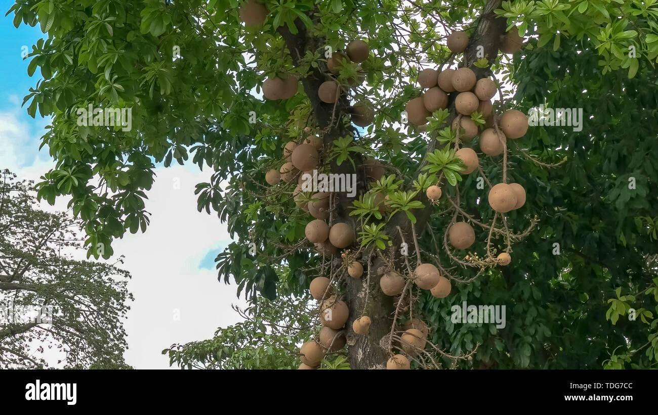 Cannonball tree fruit hi-res stock photography and images - Alamy