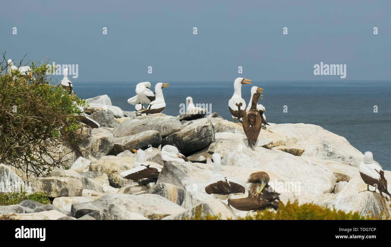 Galapagas islands hi-res stock photography and images - Alamy
