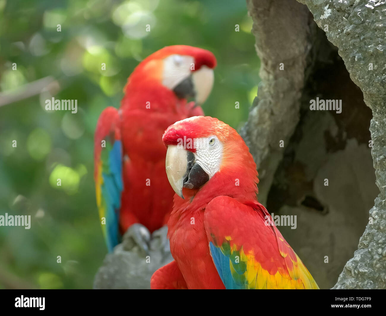 Amazon rainforest bird hi-res stock photography and images - Alamy