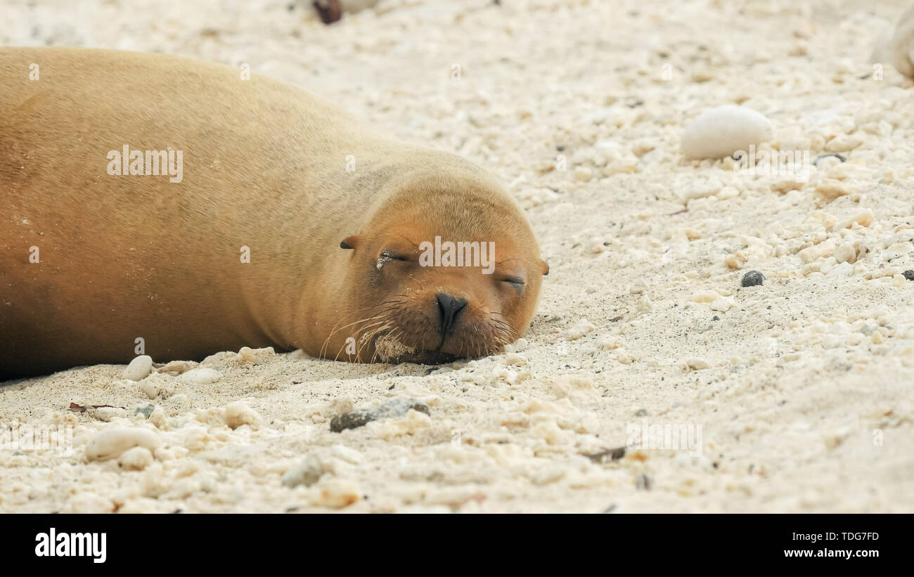 a sleeping sea lion at isla genovesa in the galapagos islands, ecuador ...