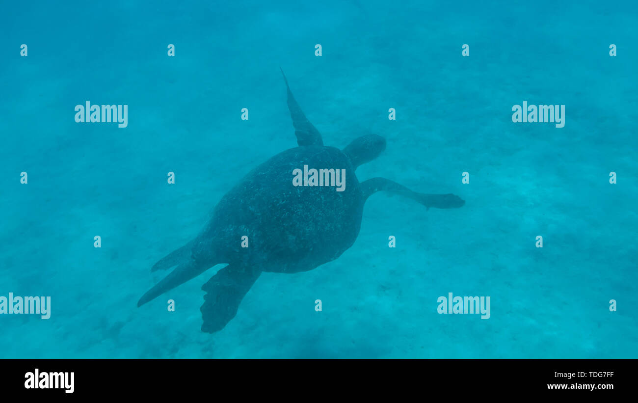underwater shot of a sea turtle at south plazas in the galapagos ...